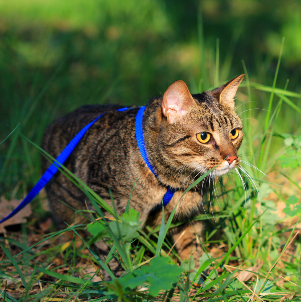 Walking Your Cat | Can You Take Your Cat For A Walk?