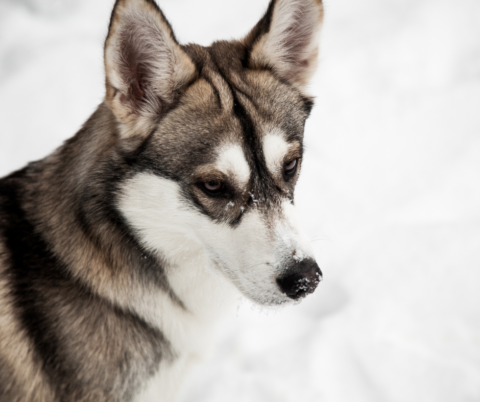 Snow Dogs | ParaMount Pet Care Pet Sitting And Dog Walking