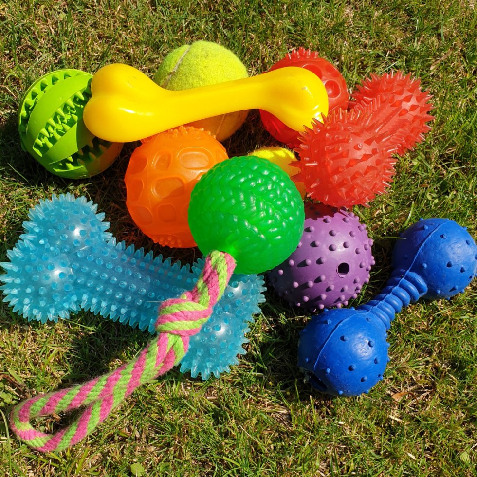 Our Favorite Places To Shop For Pet Toys | NEPA Pet Sitting