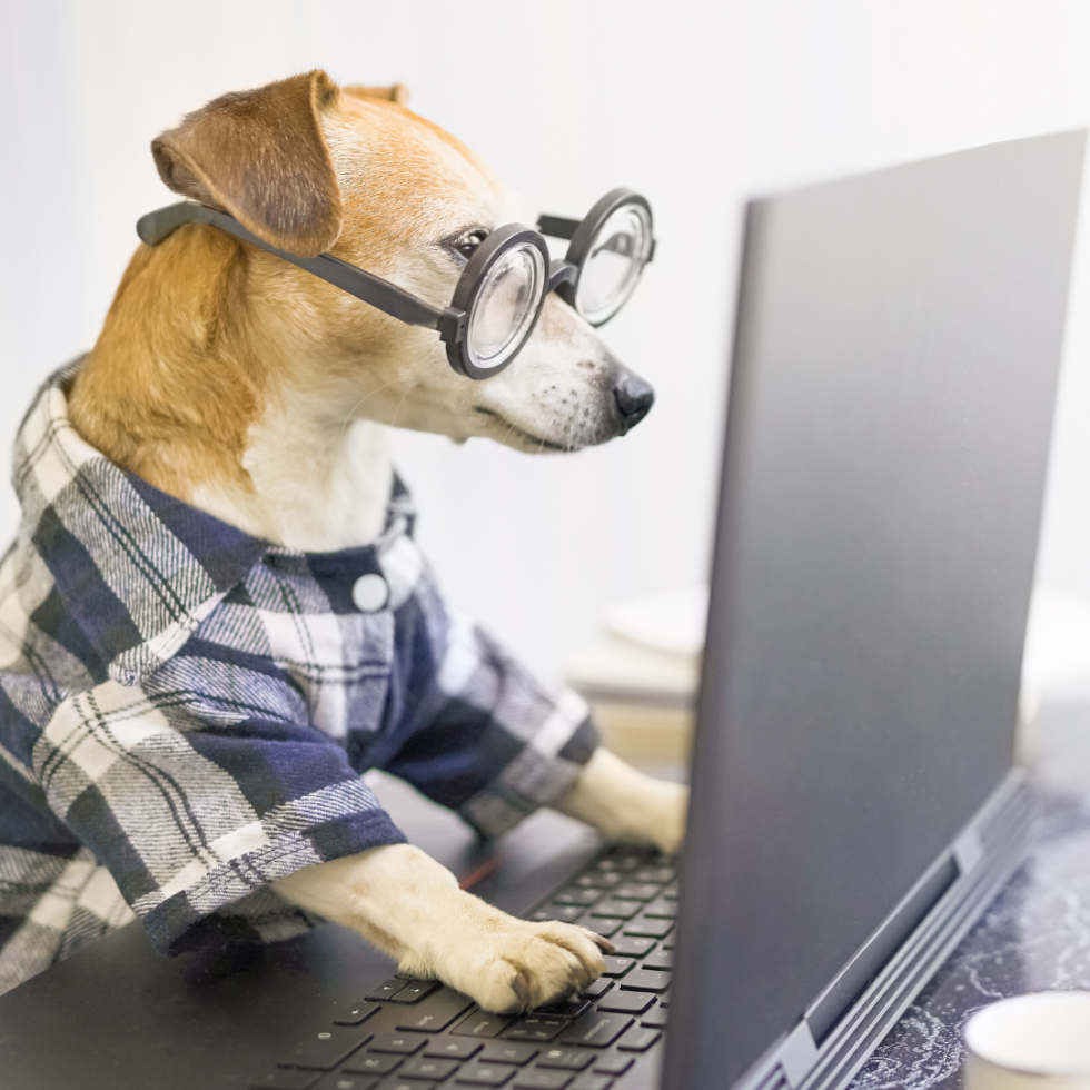 Best New Tech For Dogs Of 2023 | ParaMount Pet Care