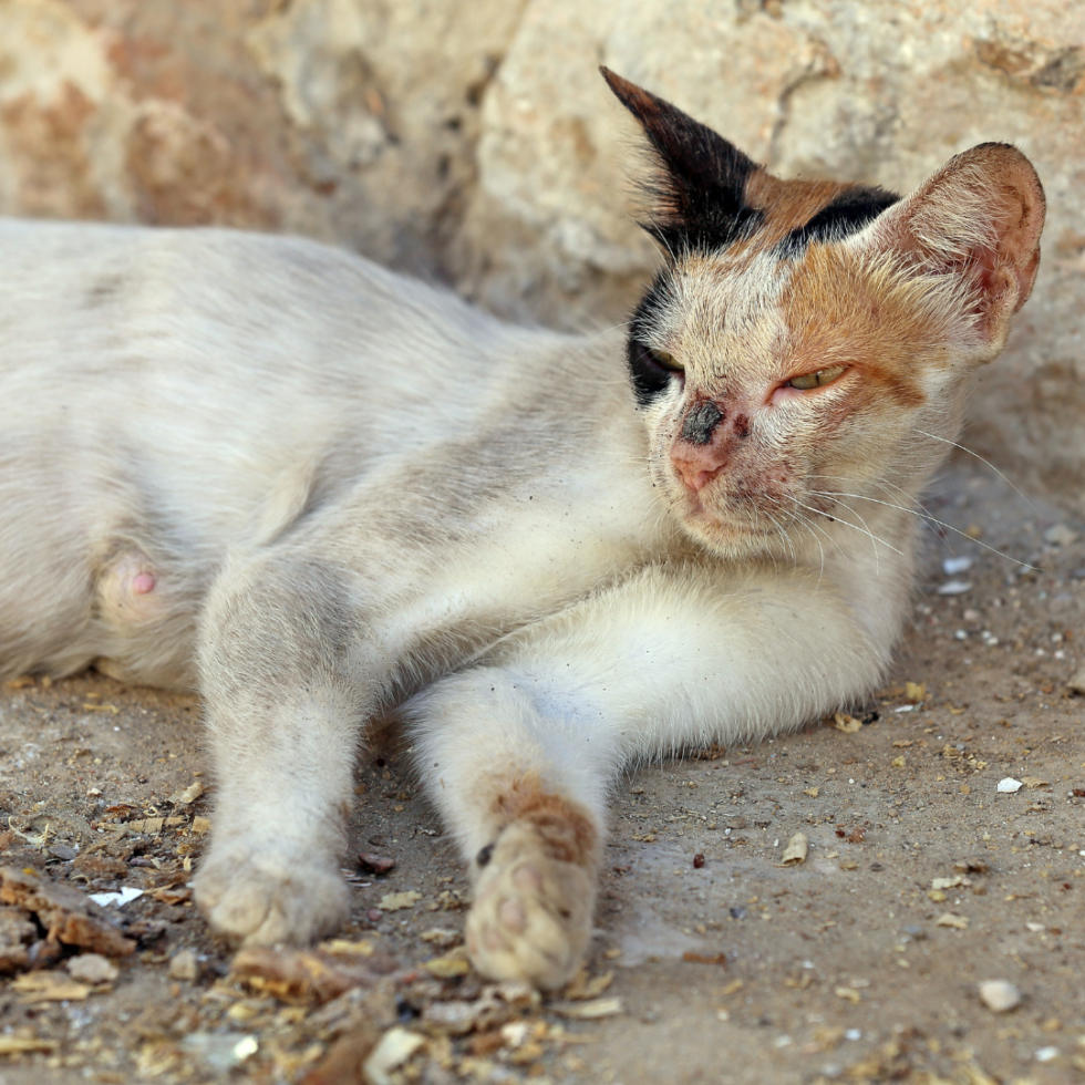 National Feral Cat Day | ParaMount Pet Care Pet Sitting