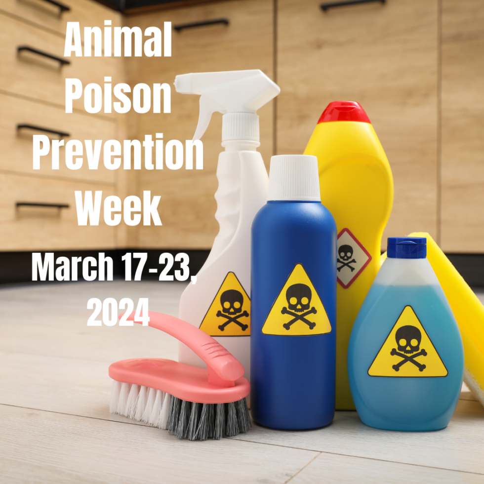 Animal Poison Prevention Week | ParaMount Pet Care Pet