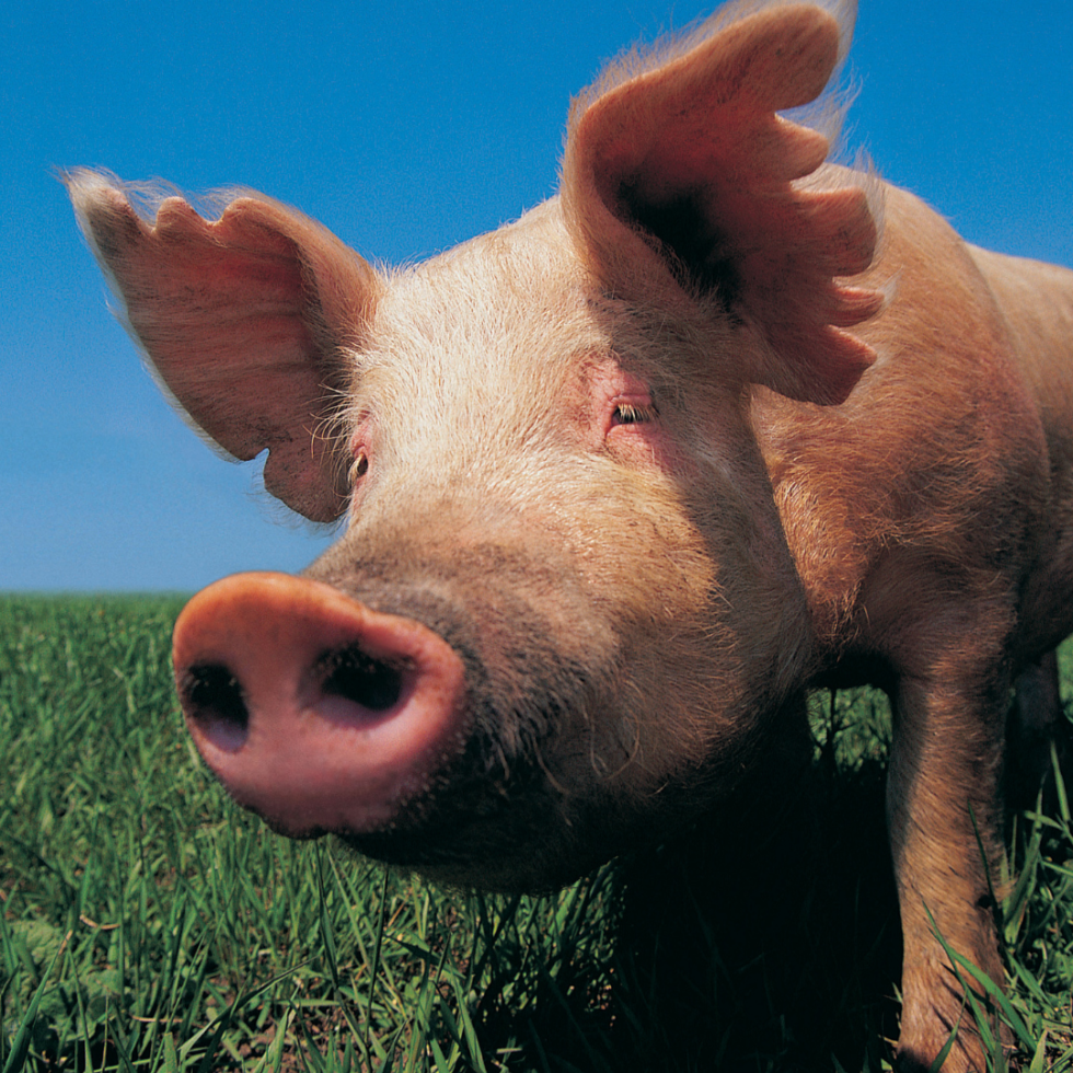 National Pig Day | ParaMount Pet Care Pet Sitting Services