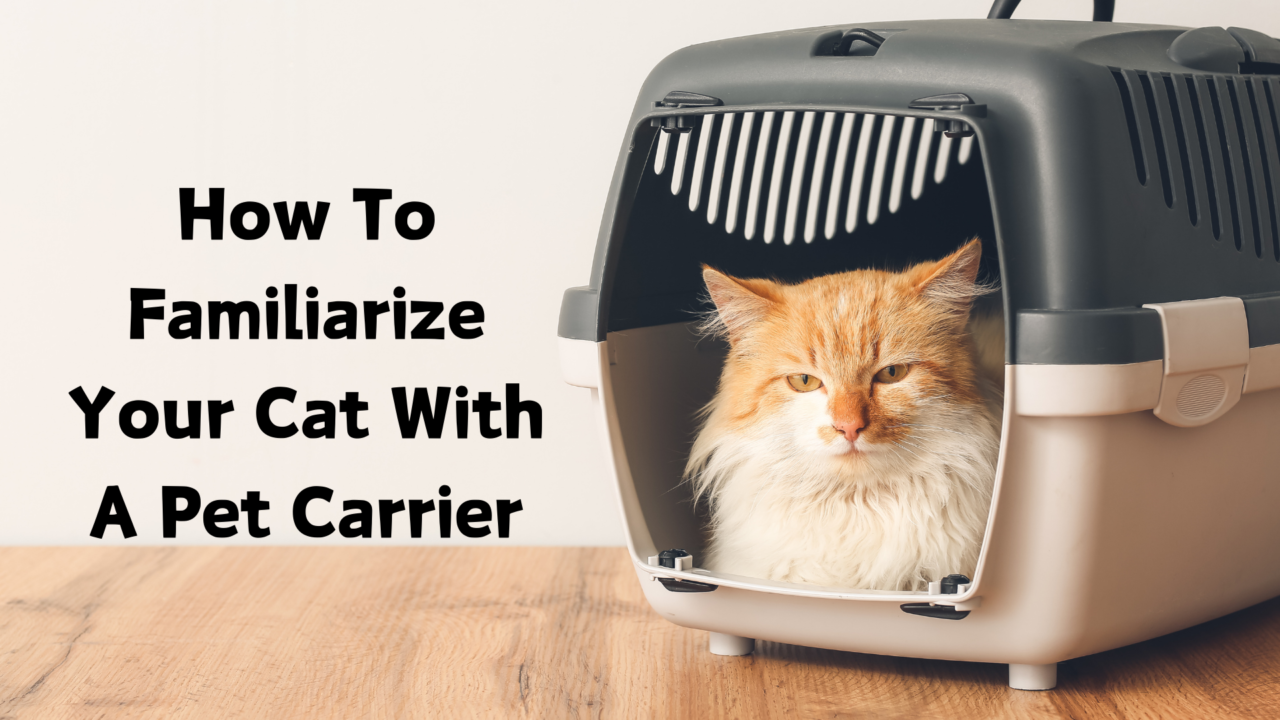How To Familiarize Your Cat With A Pet Carrier | ParaMount