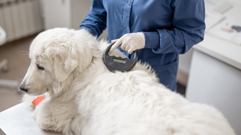 How Does Pet Microchipping Work? | ParaMount Pet Care
