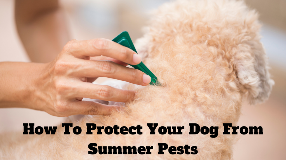How To Protect Your Dog From Summer Pests | ParaMountPetCare
