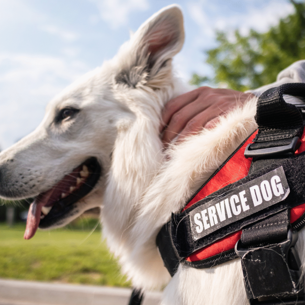 10 Fun Facts About Service Dogs | ParaMount Pet Care