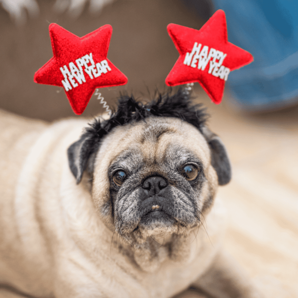 New Year, New Pet Care Routines | ParaMount Pet Care